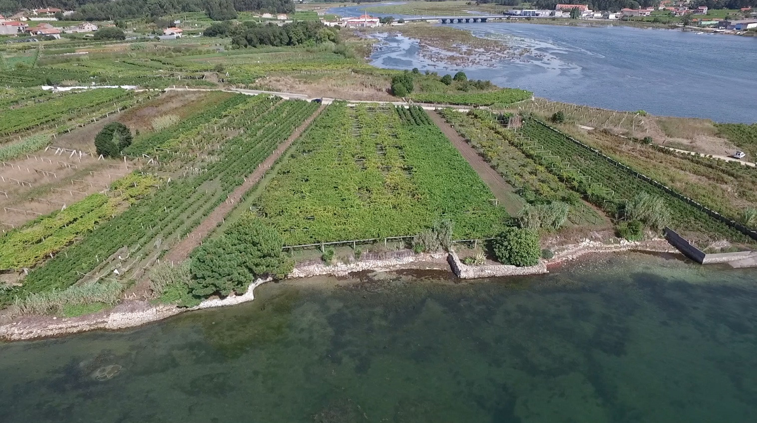 Bodegas Martín Códax presenta su albariño M.C. Arousa un vino de zona