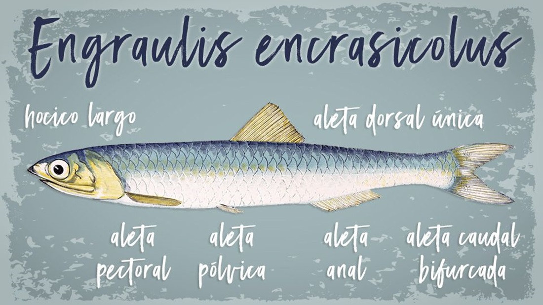 Los bocartes, anchoas y boquerones