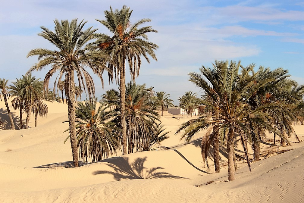 Túnez, el Reino de los Dátiles
